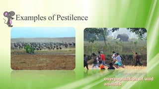Seminar on Natural Disaster: Pestilence | PPTX