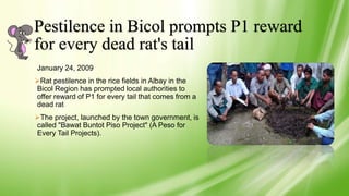 Seminar on Natural Disaster: Pestilence | PPTX