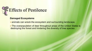 Seminar on Natural Disaster: Pestilence | PPTX