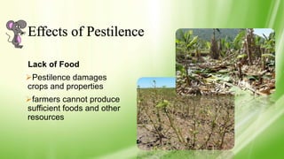 Seminar on Natural Disaster: Pestilence | PPTX