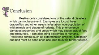 Seminar on Natural Disaster: Pestilence | PPTX