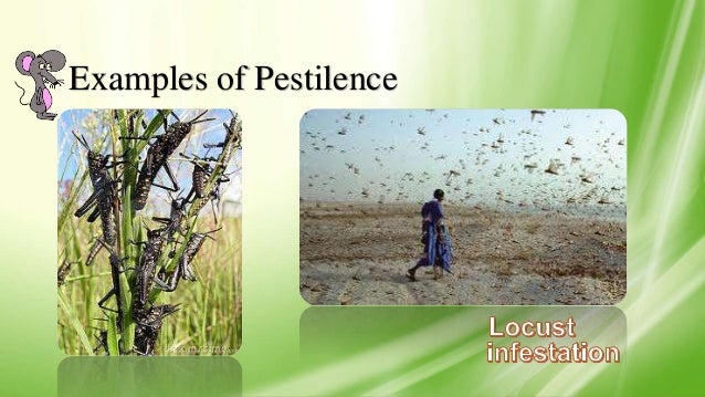 Seminar on Natural Disaster: Pestilence