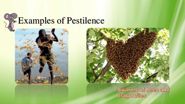 Seminar on Natural Disaster: Pestilence