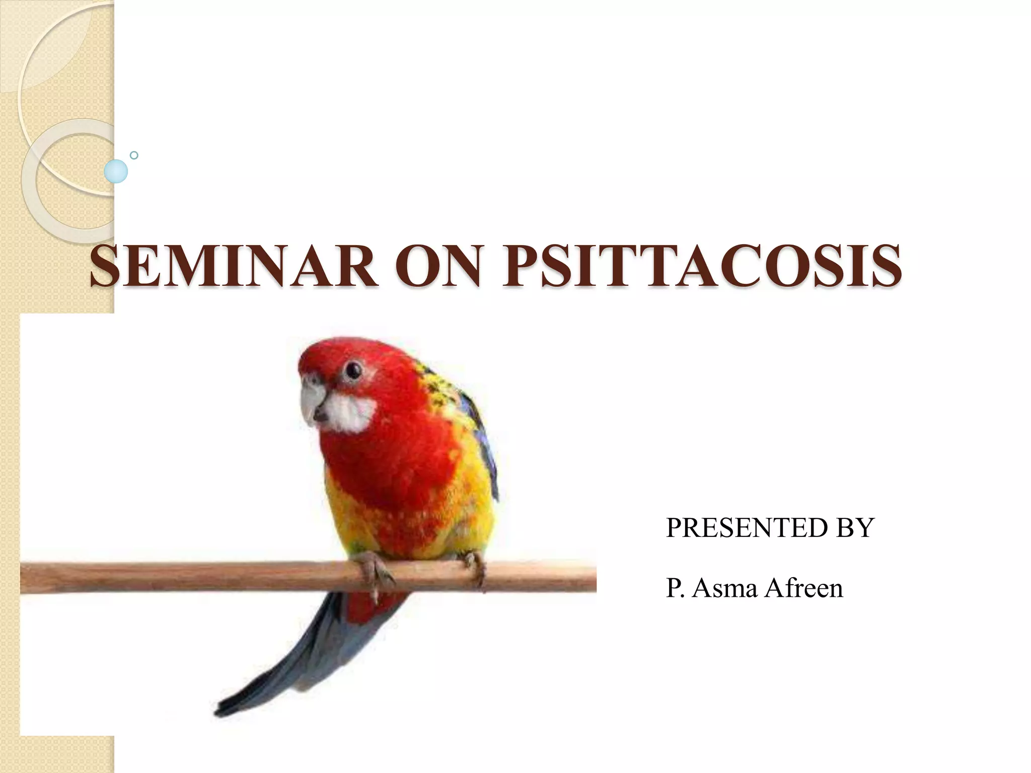 Seminar on psittacosis | PPTX