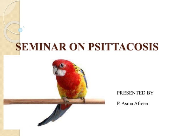 Seminar on psittacosis | PPTX