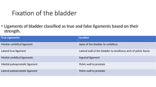 Seminar on REAMPP of lower urinary tract,.pptx