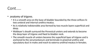 Seminar on REAMPP of lower urinary tract,.pptx