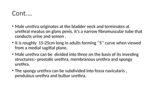 Seminar on REAMPP of lower urinary tract,.pptx