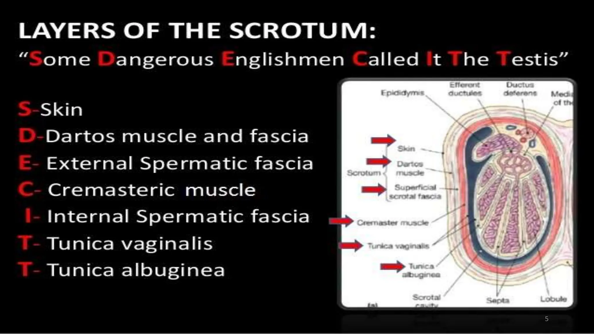 Scrotal and Testicular Swelling.pptx