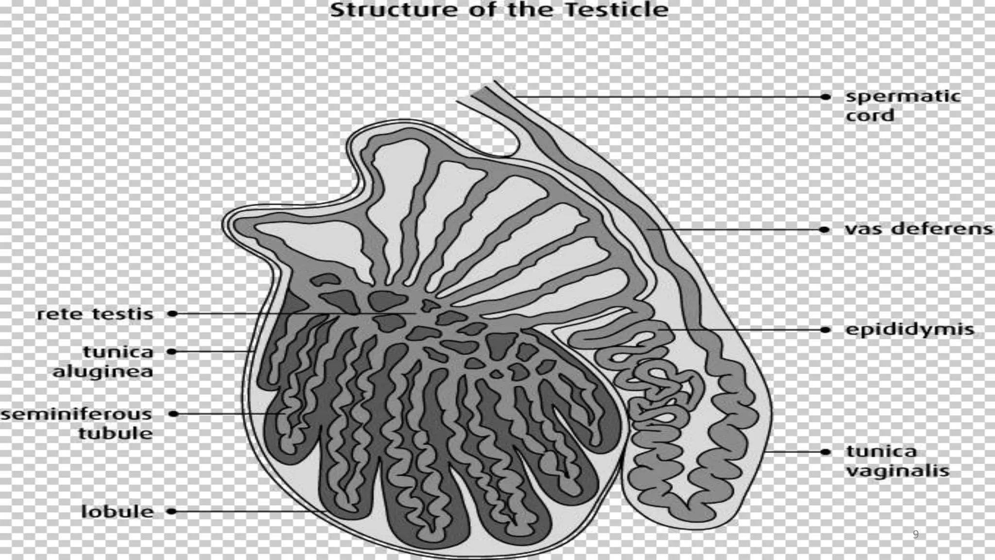 Scrotal and Testicular Swelling.pptx