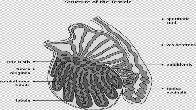 Scrotal and Testicular Swelling.pptx | Infertility | Reproductive Health