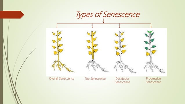 Seminar on senescence | PPTX | Gardening | Home & Garden