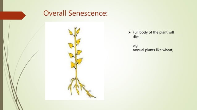 Seminar on senescence | PPTX | Gardening | Home & Garden