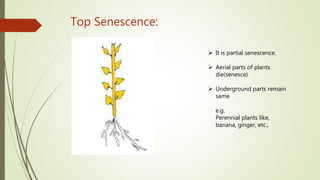 Seminar on senescence | PPTX