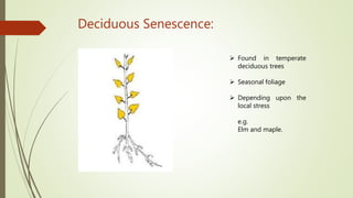 Seminar on senescence | PPTX