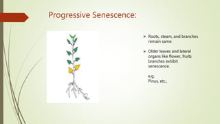 Seminar on senescence | PPTX