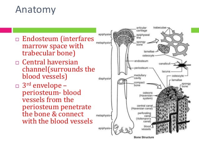 skeletal system disorders | PPTX