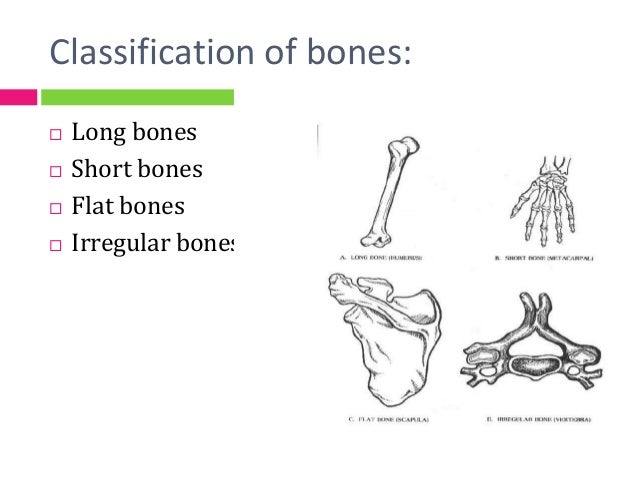 skeletal system disorders | PPT