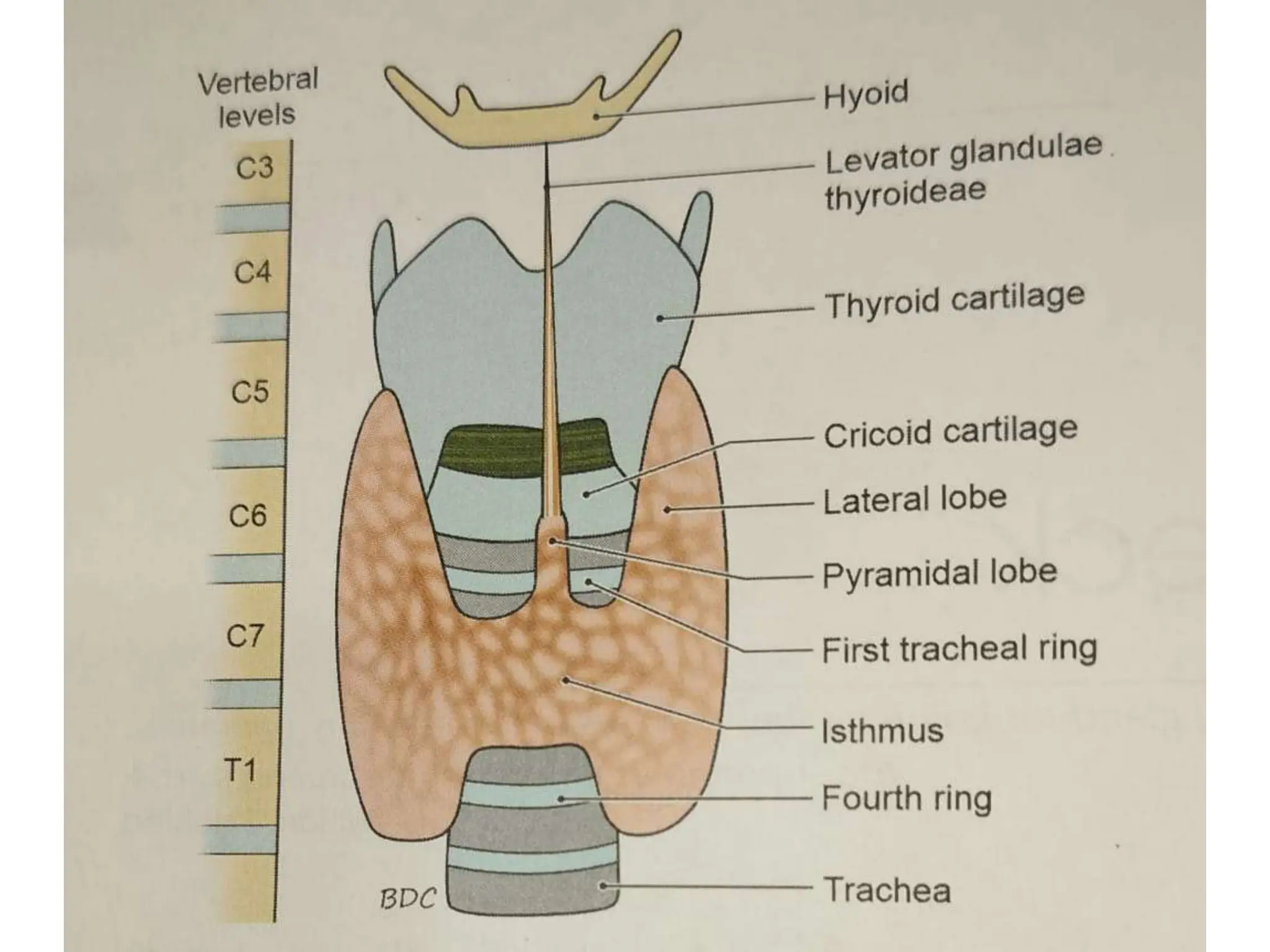 Thyroid Gland Histology Seminar WPS Office.pptx