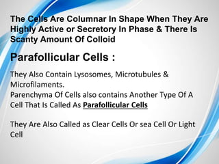 Thyroid Gland Histology Seminar WPS Office.pptx