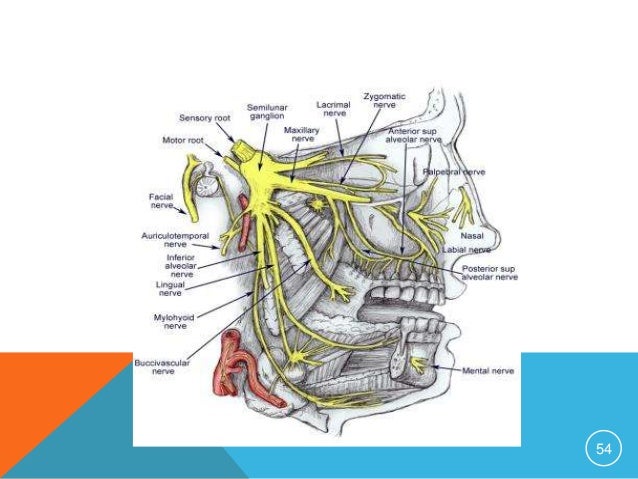 Trigeminal Nerve and its applied aspects