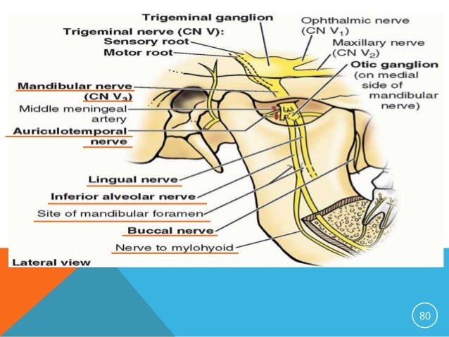 Trigeminal Nerve and its applied aspects