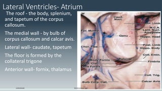 Ventricle anatomy and CSF physiology.pptx