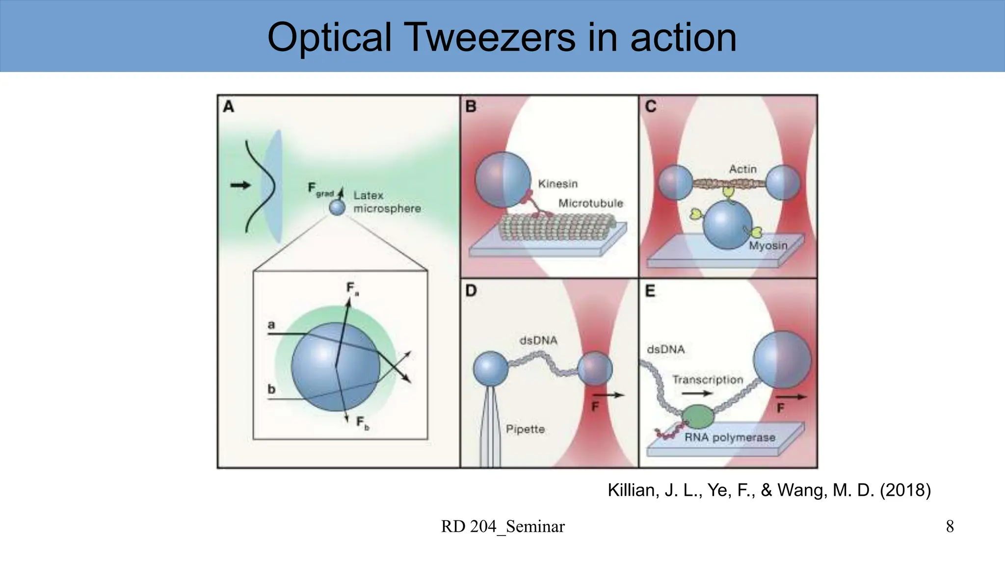 Optical tweezers_Akash.pptx | Physics | Science