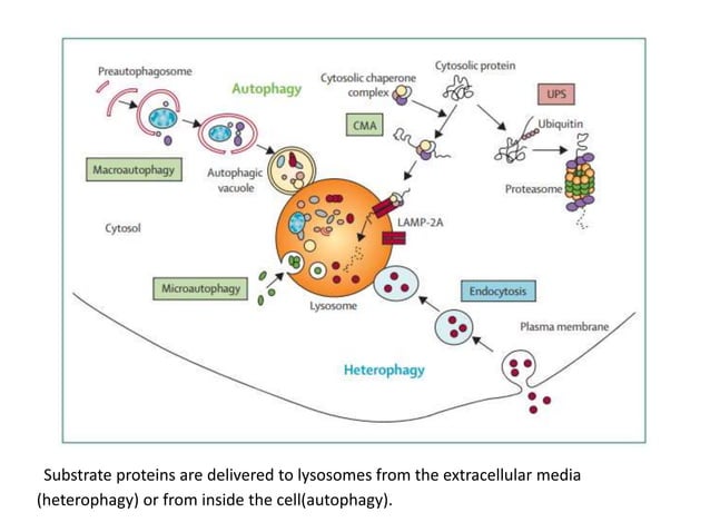 Autophagy Pathways as Pharmacological Target in Parkinson's Disease | PPT