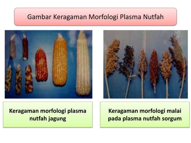 konservasi plasma nutfah | PPTX