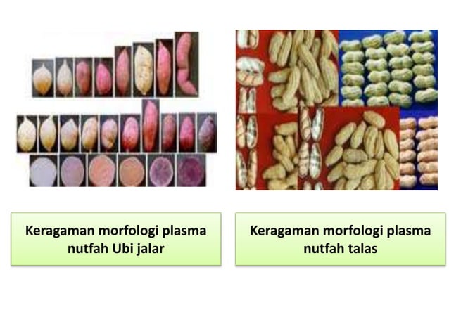 konservasi plasma nutfah | PPTX