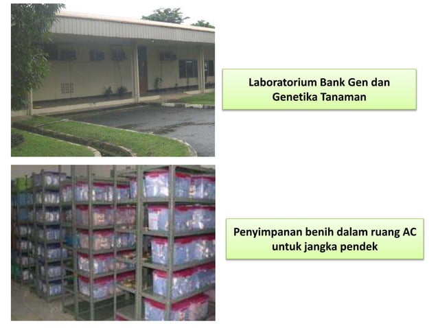 konservasi plasma nutfah | PPTX