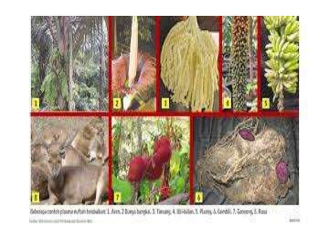 konservasi plasma nutfah | PPTX