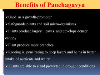 panchagavya an astonishing prodct. | PDF