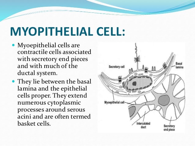 Seminar part 2 salivary gland