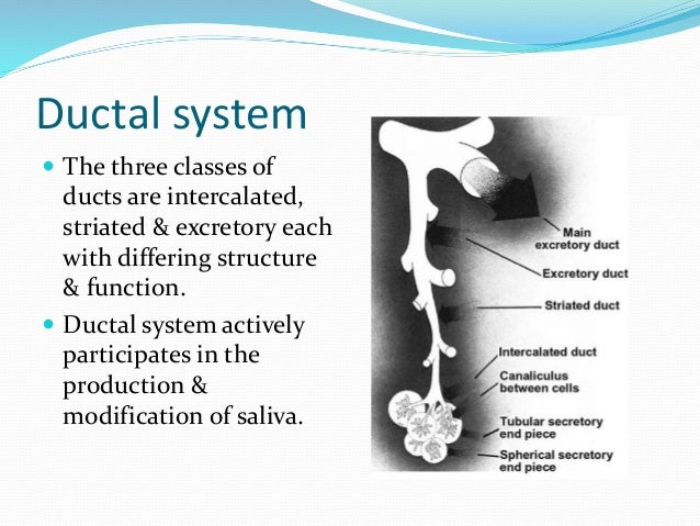 Seminar part 2 salivary gland
