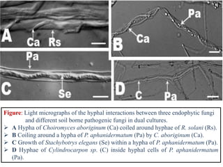 Exploitation of endophytic fungi for plant disease management | PPT