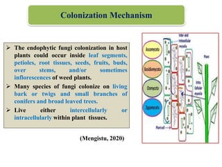 Exploitation of endophytic fungi for plant disease management | PPT