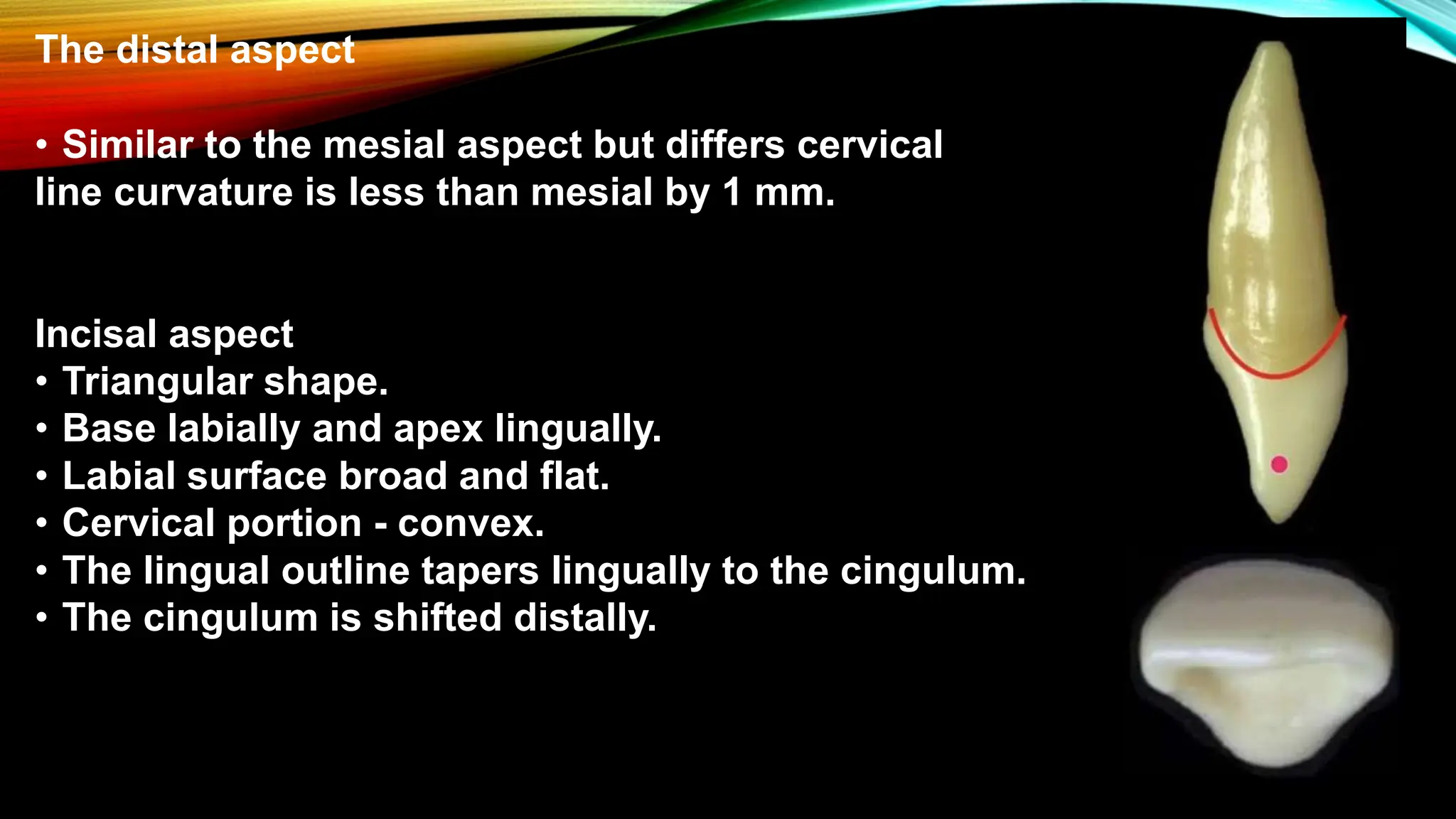 Morphology of permanent dentition - incisior, canines, permolars and ...