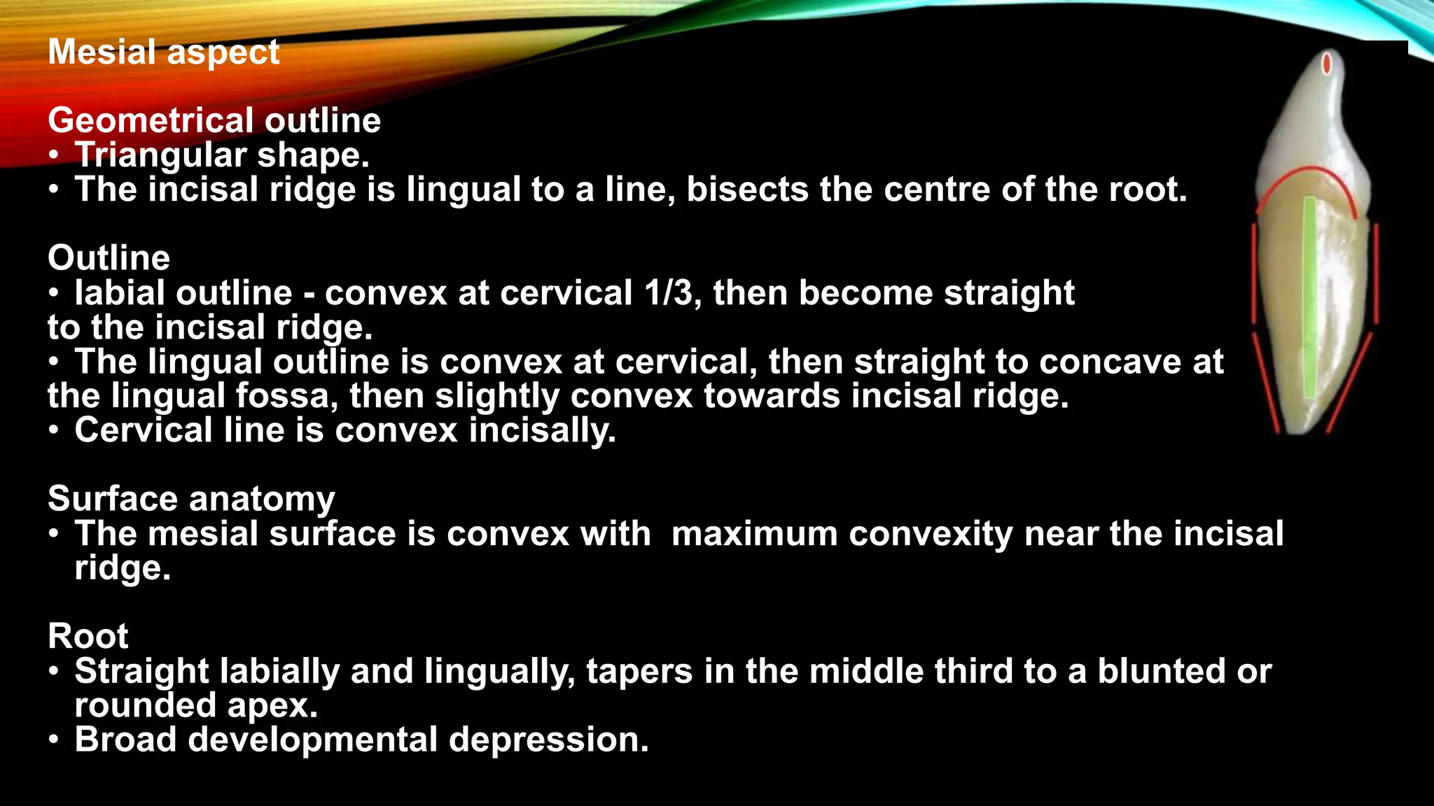 Morphology of permanent dentition - incisior, canines, permolars and ...