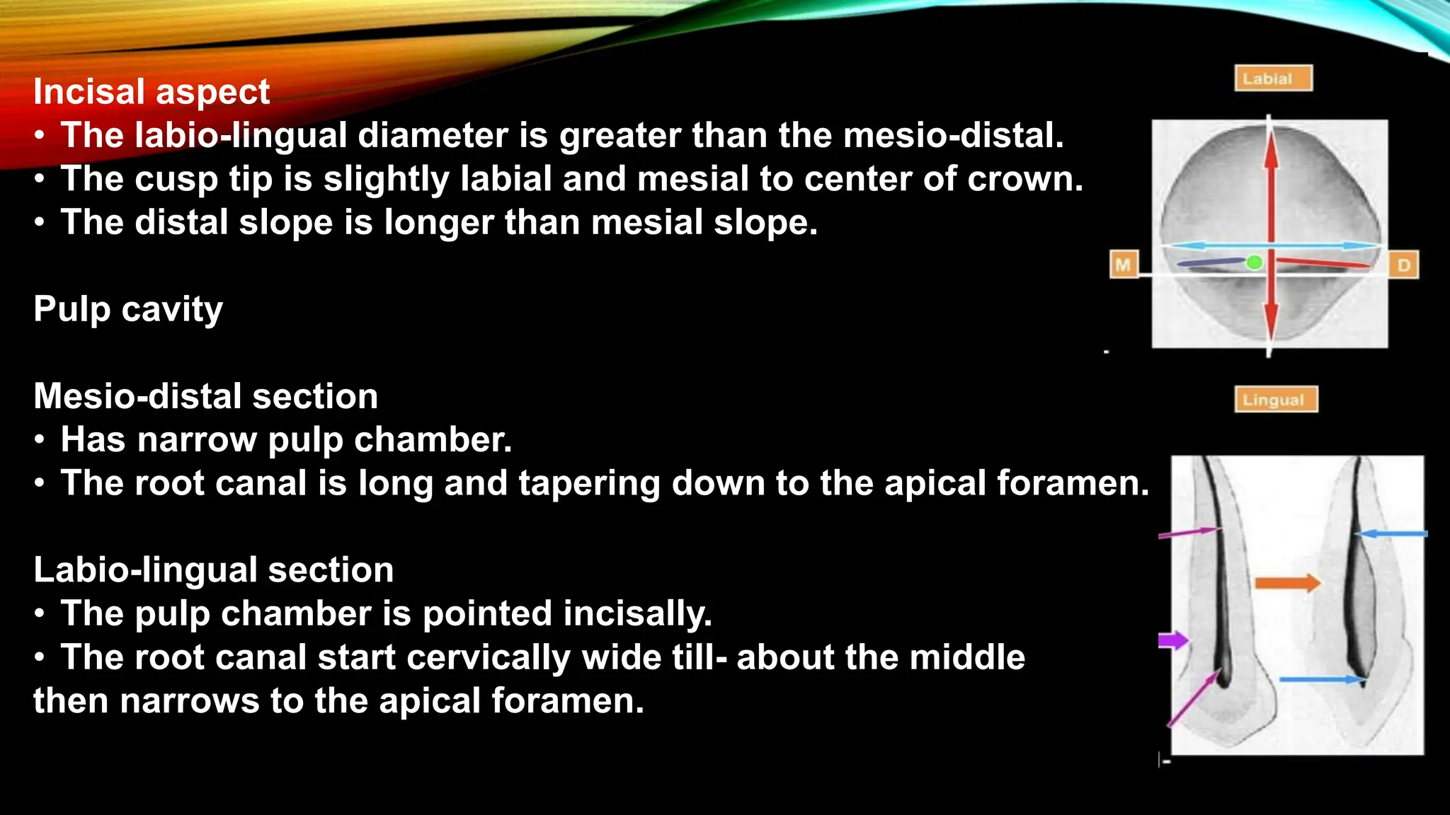 Morphology of permanent dentition - incisior, canines, permolars and ...