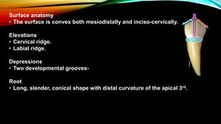 Morphology of permanent dentition - incisior, canines, permolars and ...