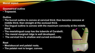 Morphology of permanent dentition - incisior, canines, permolars and ...