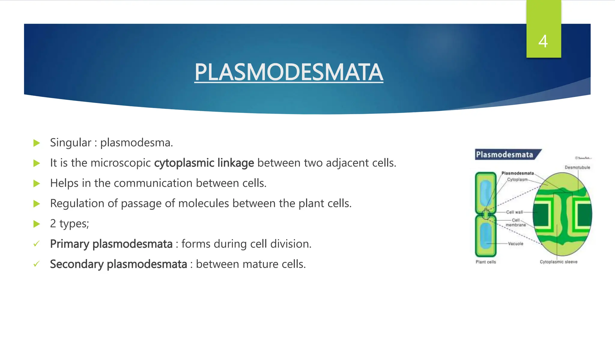 plasmodesmata, porins, ion channels, membrane potential | PPTX