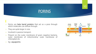 plasmodesmata, porins, ion channels, membrane potential | PPTX