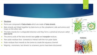 plasmodesmata, porins, ion channels, membrane potential | PPTX