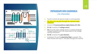 plasmodesmata, porins, ion channels, membrane potential | PPTX