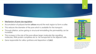 plasmodesmata, porins, ion channels, membrane potential | PPTX