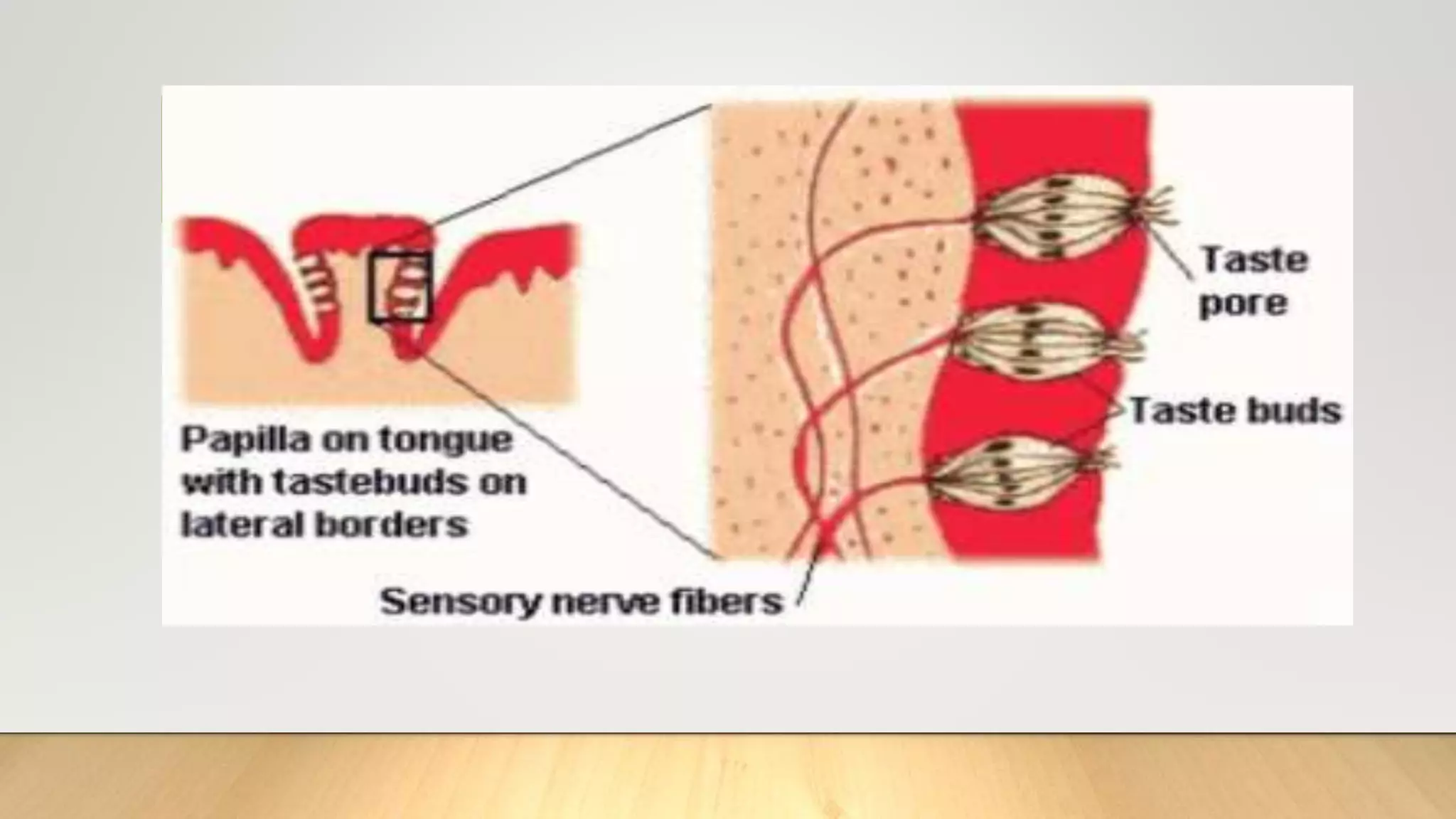 Seminar Physiology of taste buds.pptx