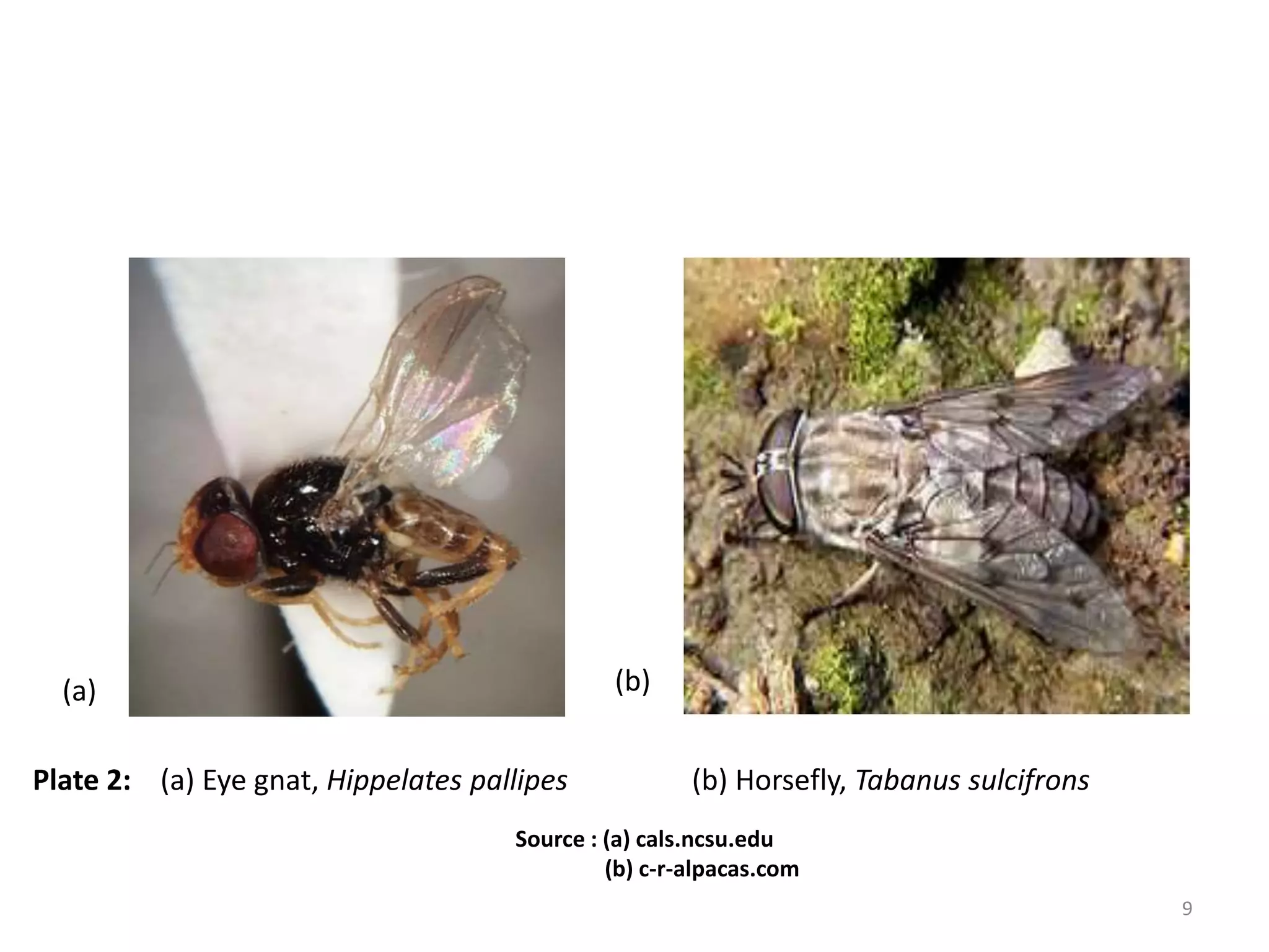 Contemporary Methods of insect-vector control | PPTX | Infectious ...